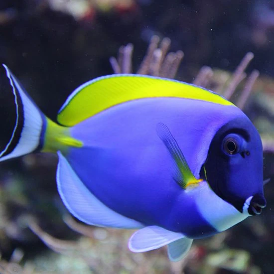 Powder Blue Tang | NatureRules1 Wiki | Fandom