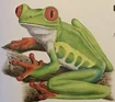 Koati | NatureRules1 Wiki | Fandom