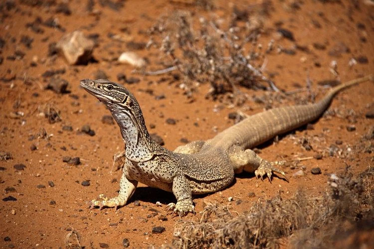 Sand Goanna | NatureRules1 Wiki | Fandom