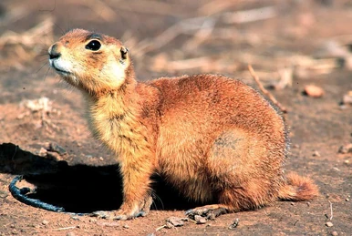 uinta chipmunk facts
