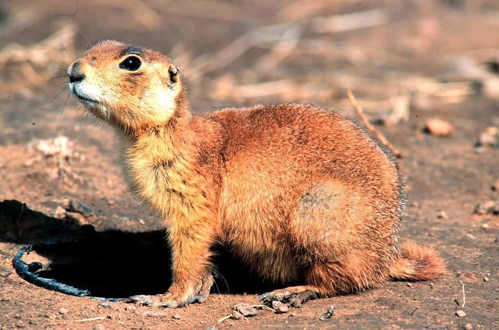 Utah Prairie Dog | NatureRules1 Wiki | Fandom