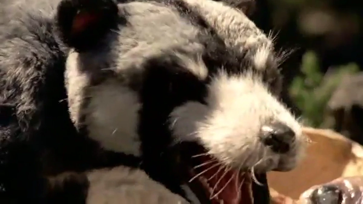 Cretaceous | NatureRules1 Wiki | Fandom