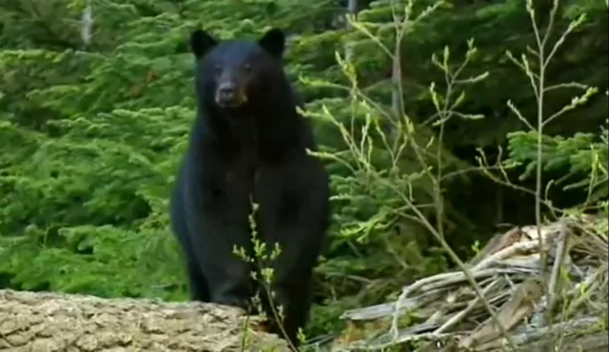 List of Animal Species in Wildlife on One | NatureRules1 Wiki | Fandom