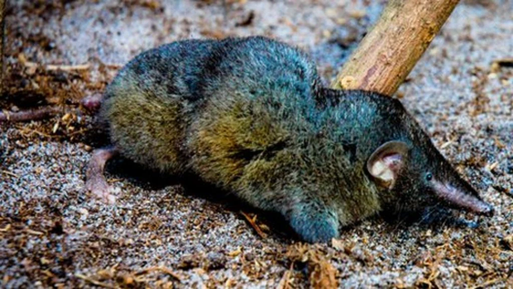 Hero Shrew | NatureRules1 Wiki | Fandom