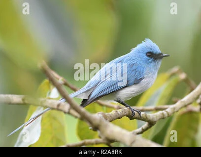 African Blue Flycatcher | NatureRules1 Wiki | Fandom