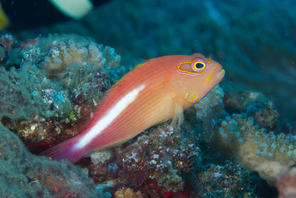 Arc-eye Hawkfish | NatureRules1 Wiki | Fandom