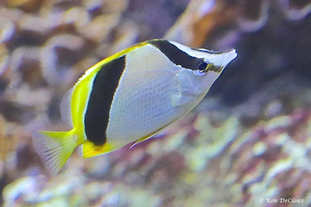 Bank Butterflyfish | NatureRules1 Wiki | Fandom