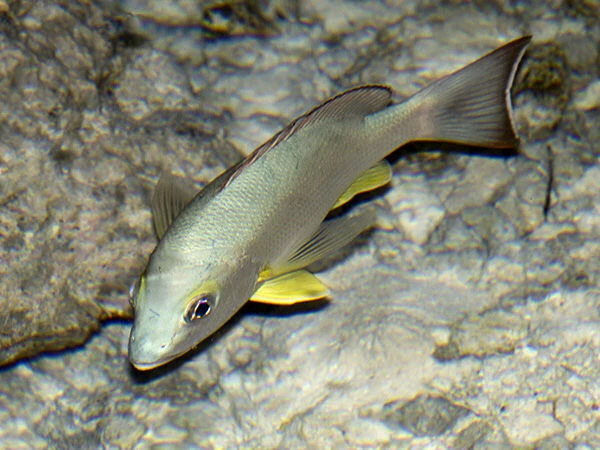 Blacktail Snapper | NatureRules1 Wiki | Fandom