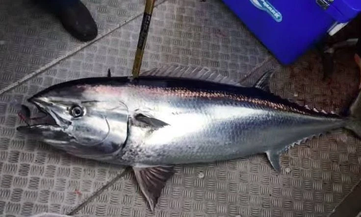 Butterfly Kingfish | NatureRules1 Wiki | Fandom