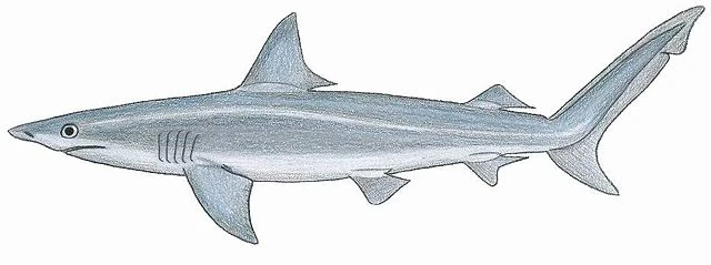 Carcharhinus Macrops | NatureRules1 Wiki | Fandom