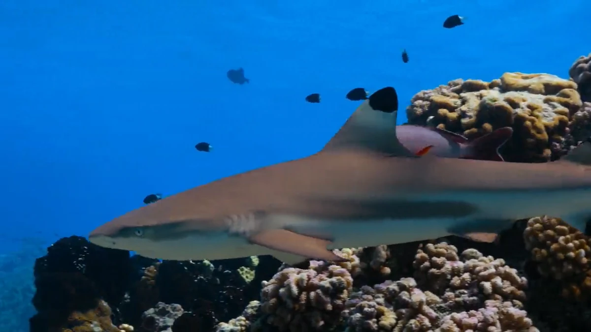 Red Sea Animals Alphabet | NatureRules1 Wiki | Fandom