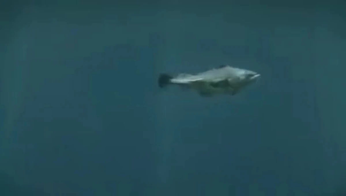 Ocean Animals Alphabet | NatureRules1 Wiki | Fandom