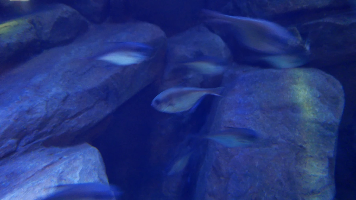 Vanikoro Sweeper | NatureRules1 Wiki | Fandom