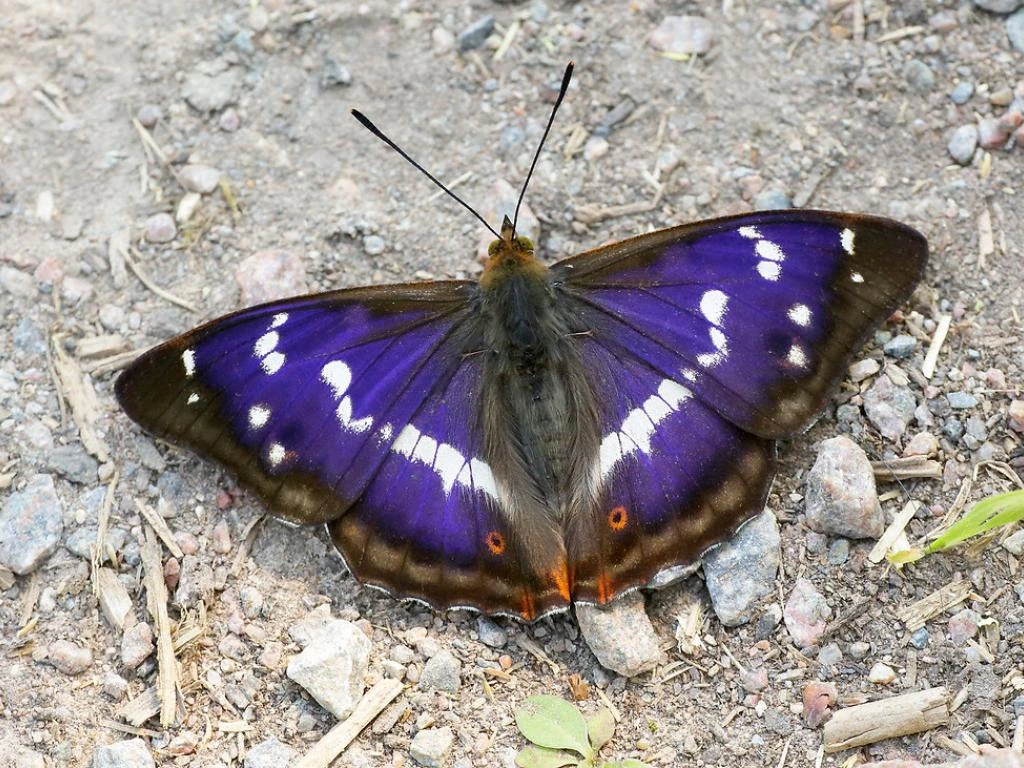 Purple Emperor | NatureRules1 Wiki | Fandom