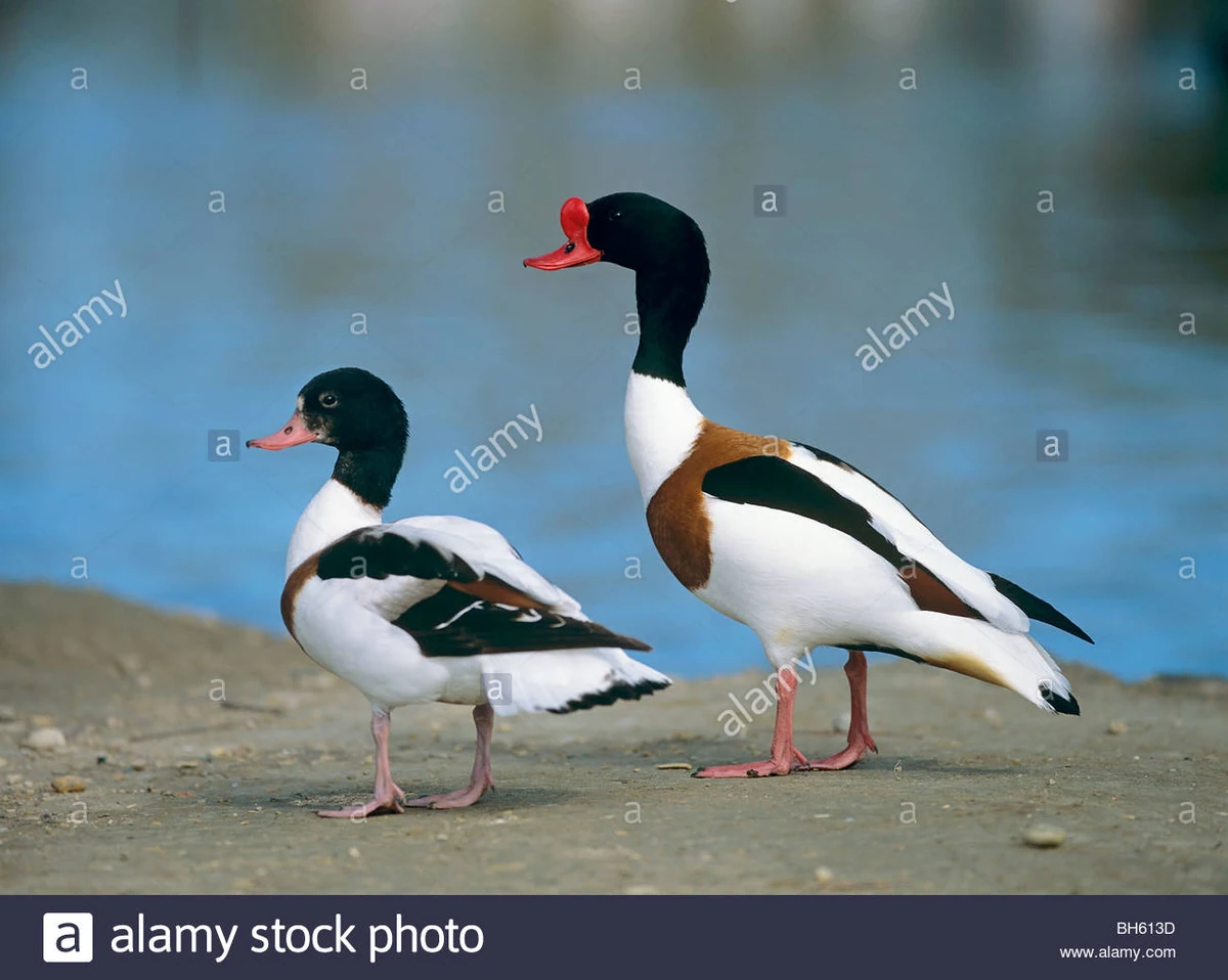 Common Shelduck | NatureRules1 Wiki | Fandom