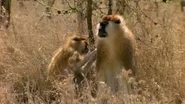 Patas Monkey | NatureRules1 Wiki | Fandom