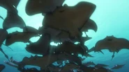List of Species in Finding Nemo | NatureRules1 Wiki | Fandom