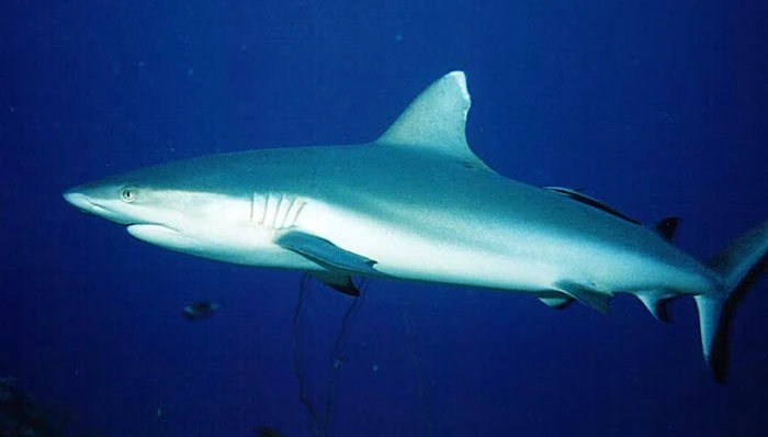 Grey Reef Shark | NatureRules1 Wiki | Fandom