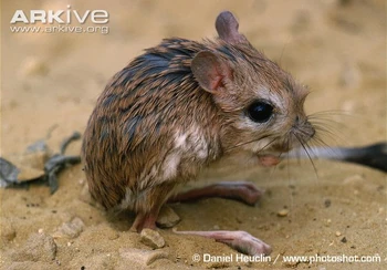 Lesser Egyptian Jerboa | NatureRules1 Wiki | Fandom