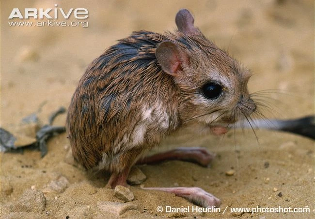 Category:Jerboas and Hopping Mice | NatureRules1 Wiki | Fandom