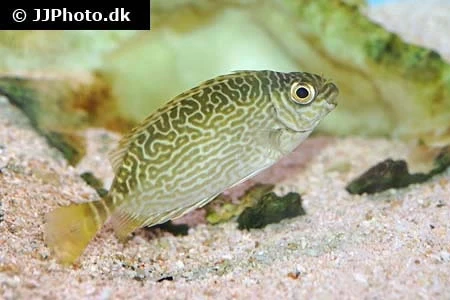 Little Spinefoot | NatureRules1 Wiki | Fandom