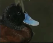 Blue-billed Duck | NatureRules1 Wiki | Fandom
