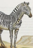 Mountain Zebra | NatureRules1 Wiki | Fandom