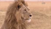 1000 Animals | NatureRules1 Wiki | Fandom