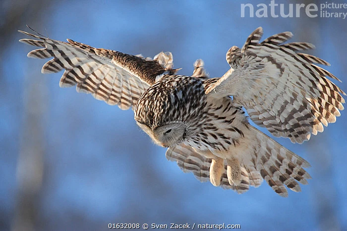 Ural Owl | NatureRules1 Wiki | Fandom