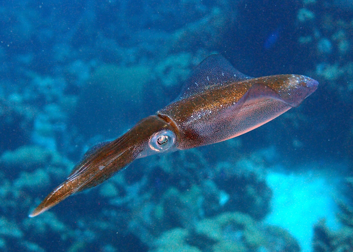 Caribbean Reef Squid | NatureRules1 Wiki | Fandom