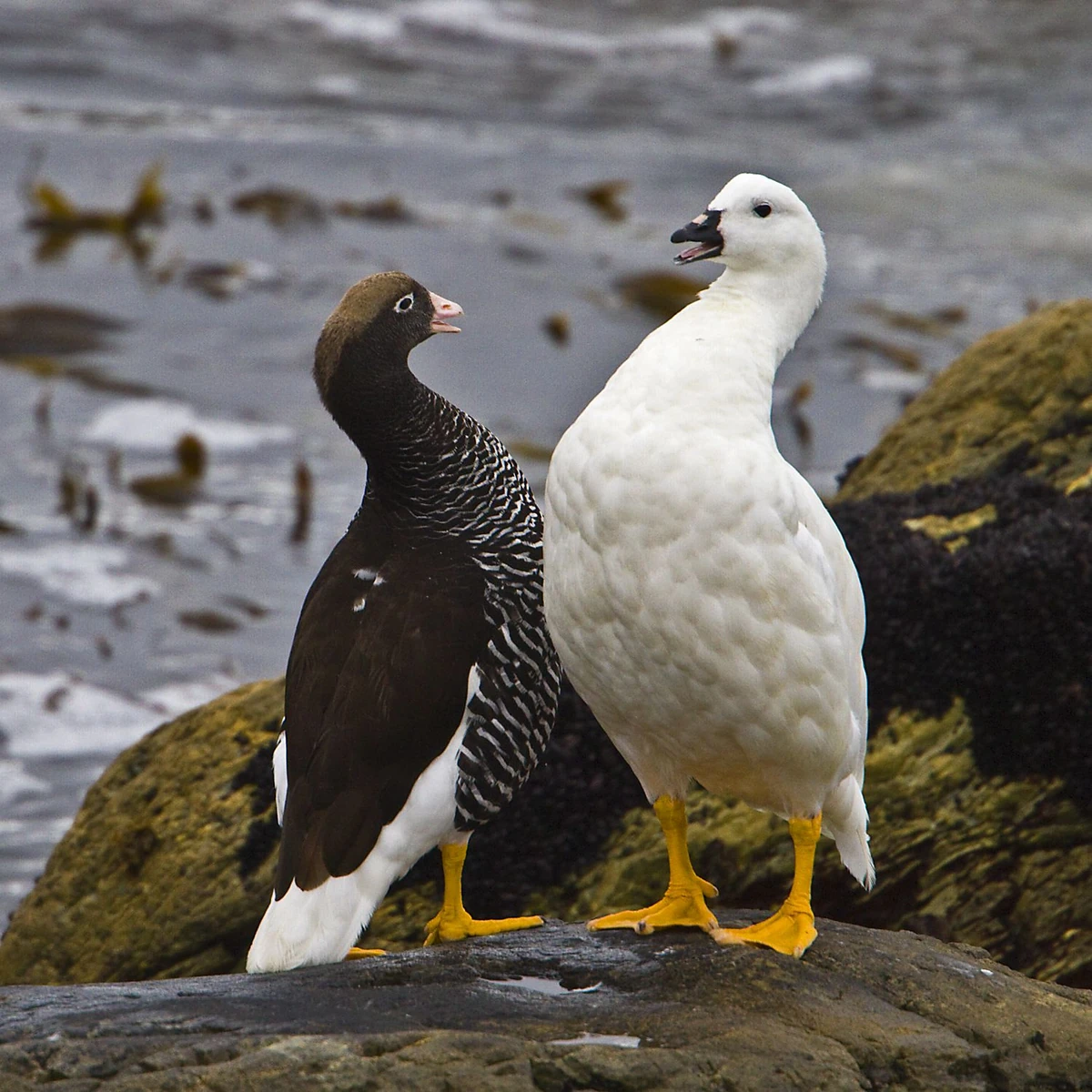 Kelp Goose | NatureRules1 Wiki | Fandom