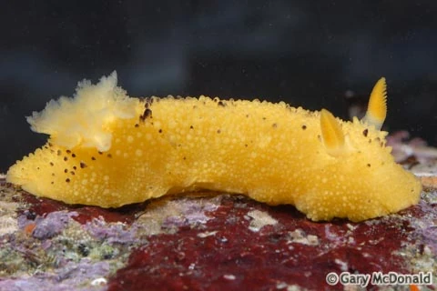 Monterey Sea Lemon | NatureRules1 Wiki | Fandom