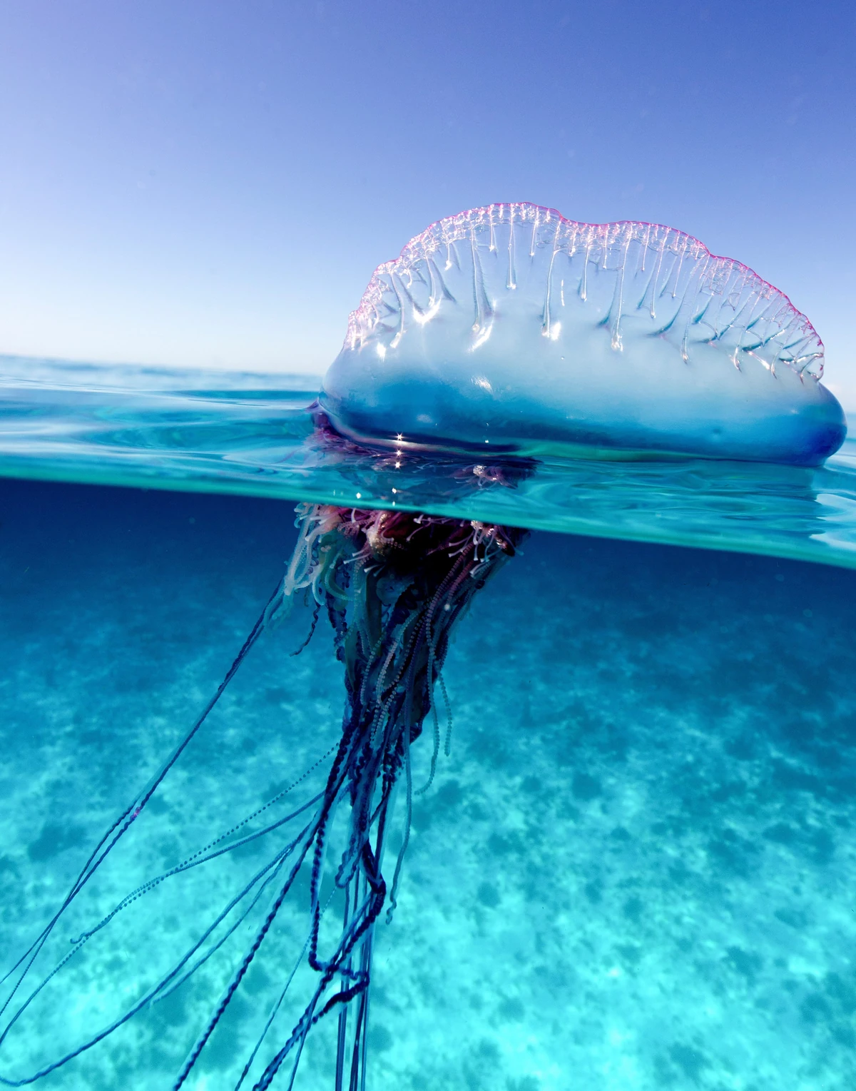 Portuguese Man-o-war | NatureRules1 Wiki | Fandom