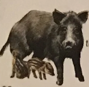 Wild Boar/Books | NatureRules1 Wiki | Fandom