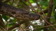 African Rock Python | NatureRules1 Wiki | Fandom