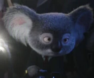 Koala | NatureRules1 Wiki | Fandom