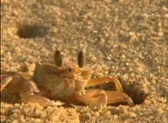 Ocypode Brevicornis | NatureRules1 Wiki | Fandom