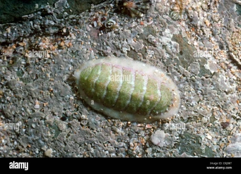 Common Chiton | NatureRules1 Wiki | Fandom