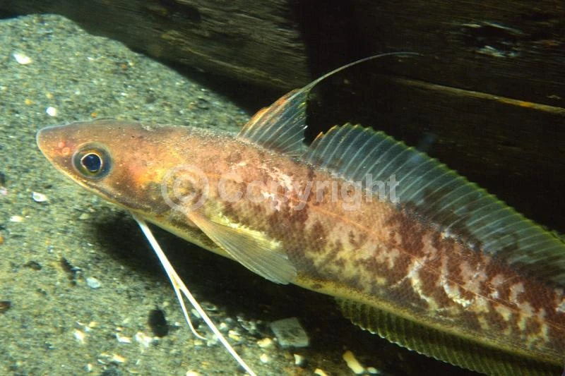 Red Hake | NatureRules1 Wiki | Fandom