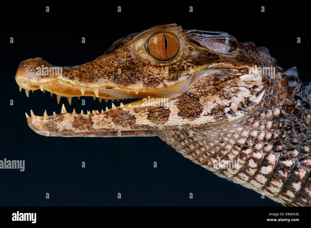 Smooth-fronted Caiman | NatureRules1 Wiki | Fandom