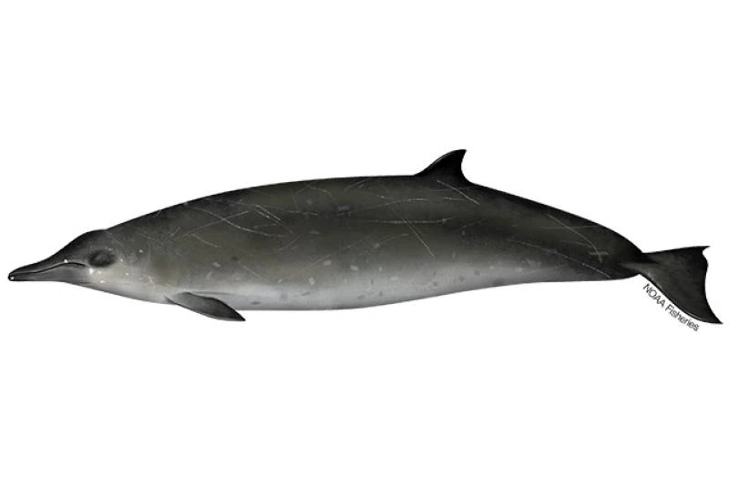 Stejneger's Beaked Whale | NatureRules1 Wiki | Fandom