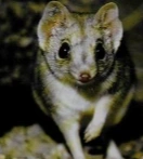 Kowari | NatureRules1 Wiki | Fandom