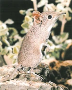 Eastern Rock Sengi | NatureRules1 Wiki | Fandom
