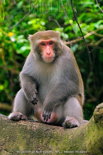 Formosan Rock Macaque | NatureRules1 Wiki | Fandom
