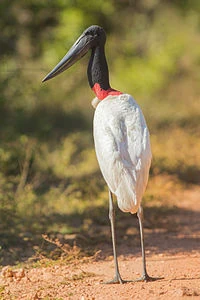 Jabiru | NatureRules1 Wiki | Fandom