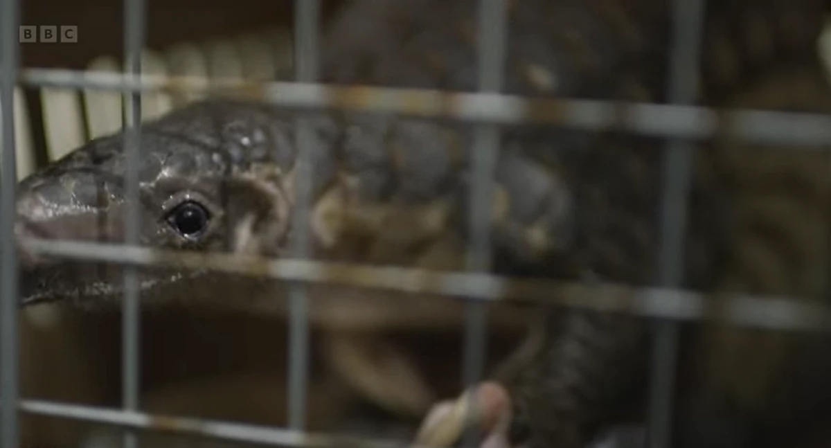 Pangolin Trail | NatureRules1 Wiki | Fandom