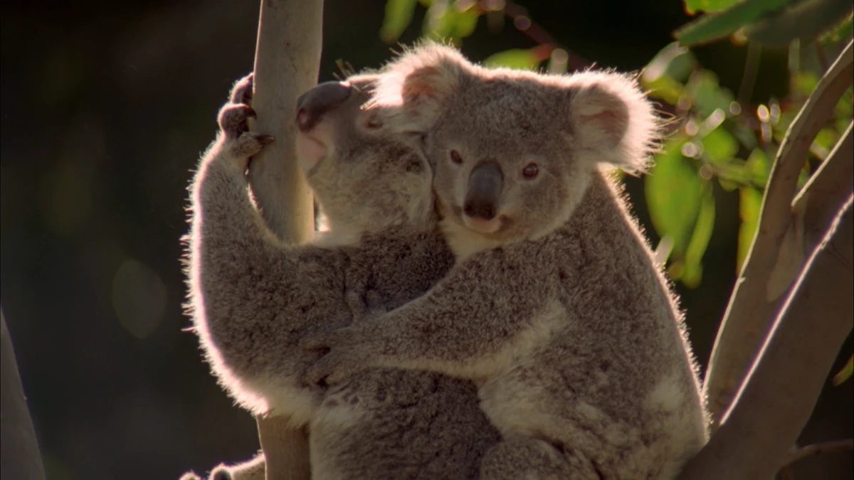 Wildlife Explorer | NatureRules1 Wiki | Fandom