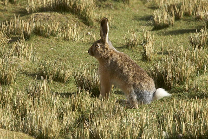 Woolly Hare | NatureRules1 Wiki | Fandom