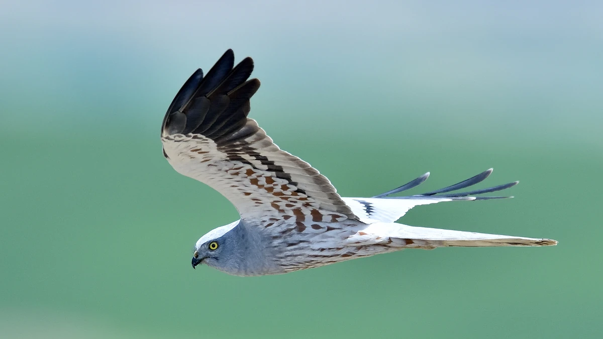 Pallid Harrier | NatureRules1 Wiki | Fandom
