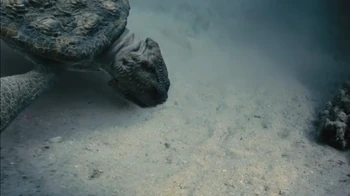 Placochelys | NatureRules1 Wiki | Fandom